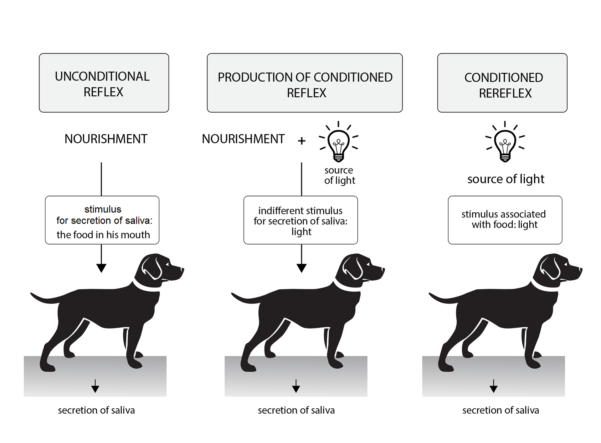 Unconditioned and conditioned reflexes - Zintegrowana Platforma Edukacyjna