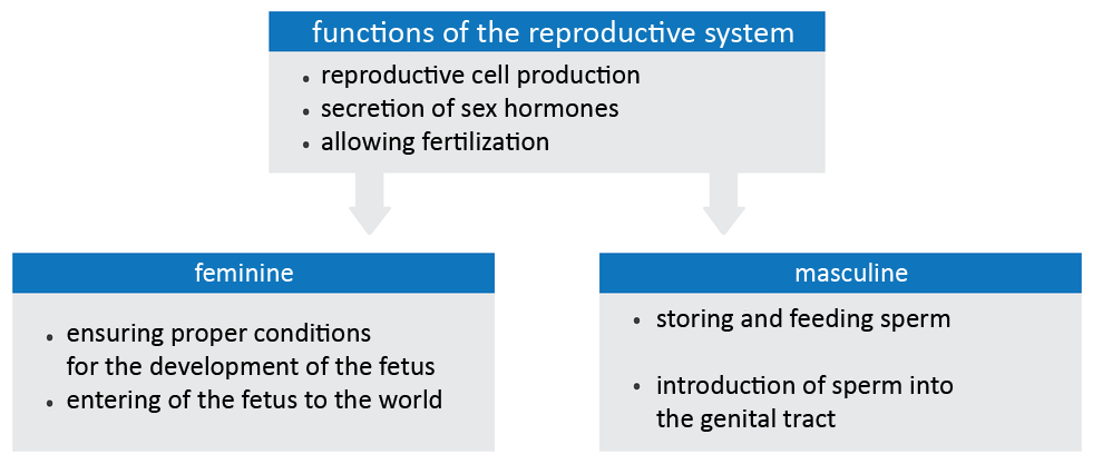 Female and male reproductive system - Zintegrowana Platforma Edukacyjna