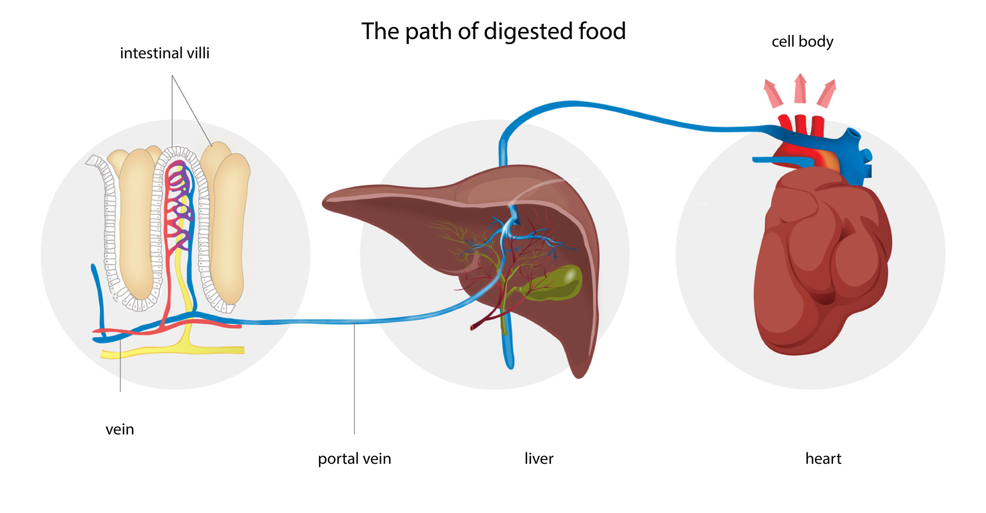 How is the food digested? - Zintegrowana Platforma Edukacyjna