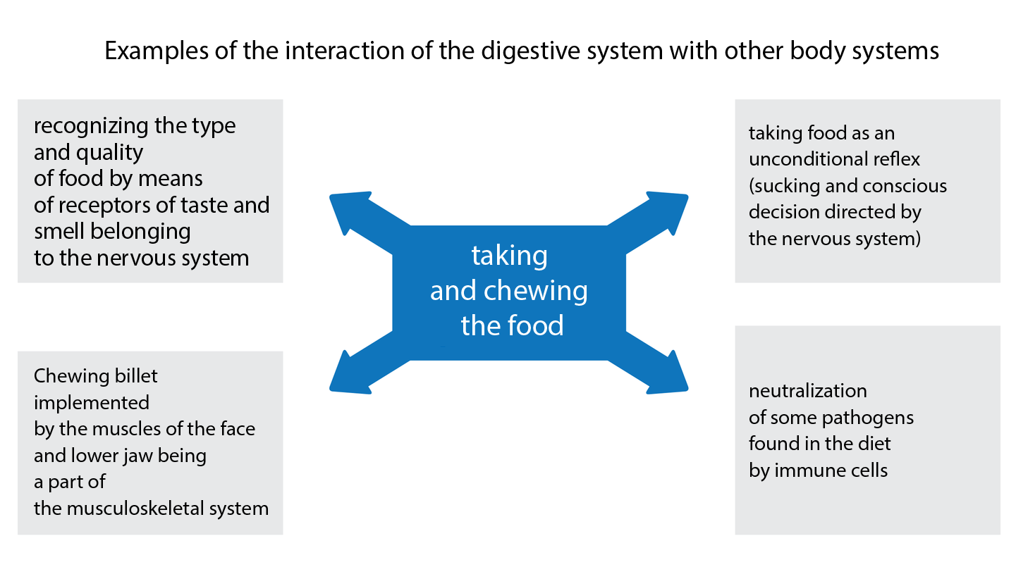 How is the food digested? - Zintegrowana Platforma Edukacyjna